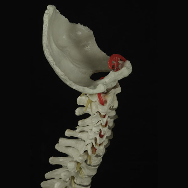 "Bucky" Skeleton Spine, Life-Size, 4th Quality – Engineered Fear