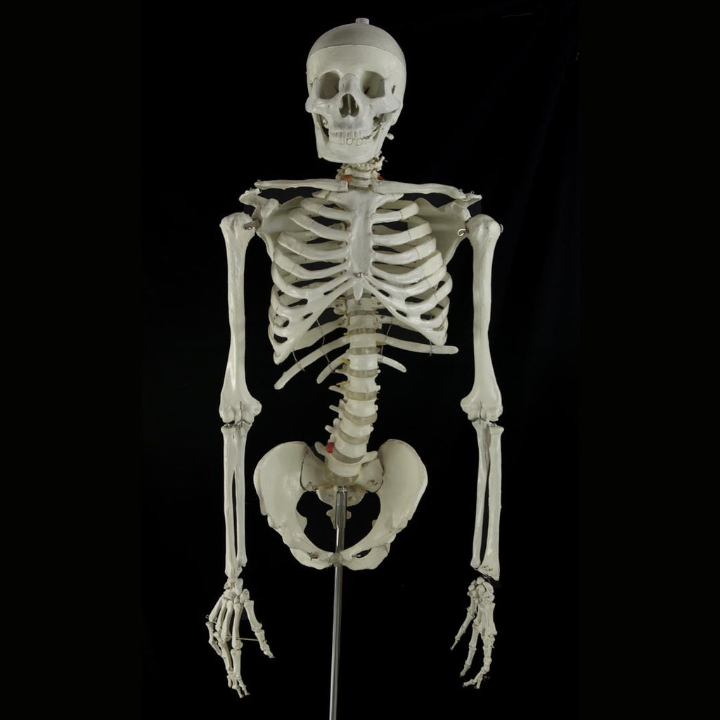"Bucky" Skeleton Torso With Arms – Engineered Fear